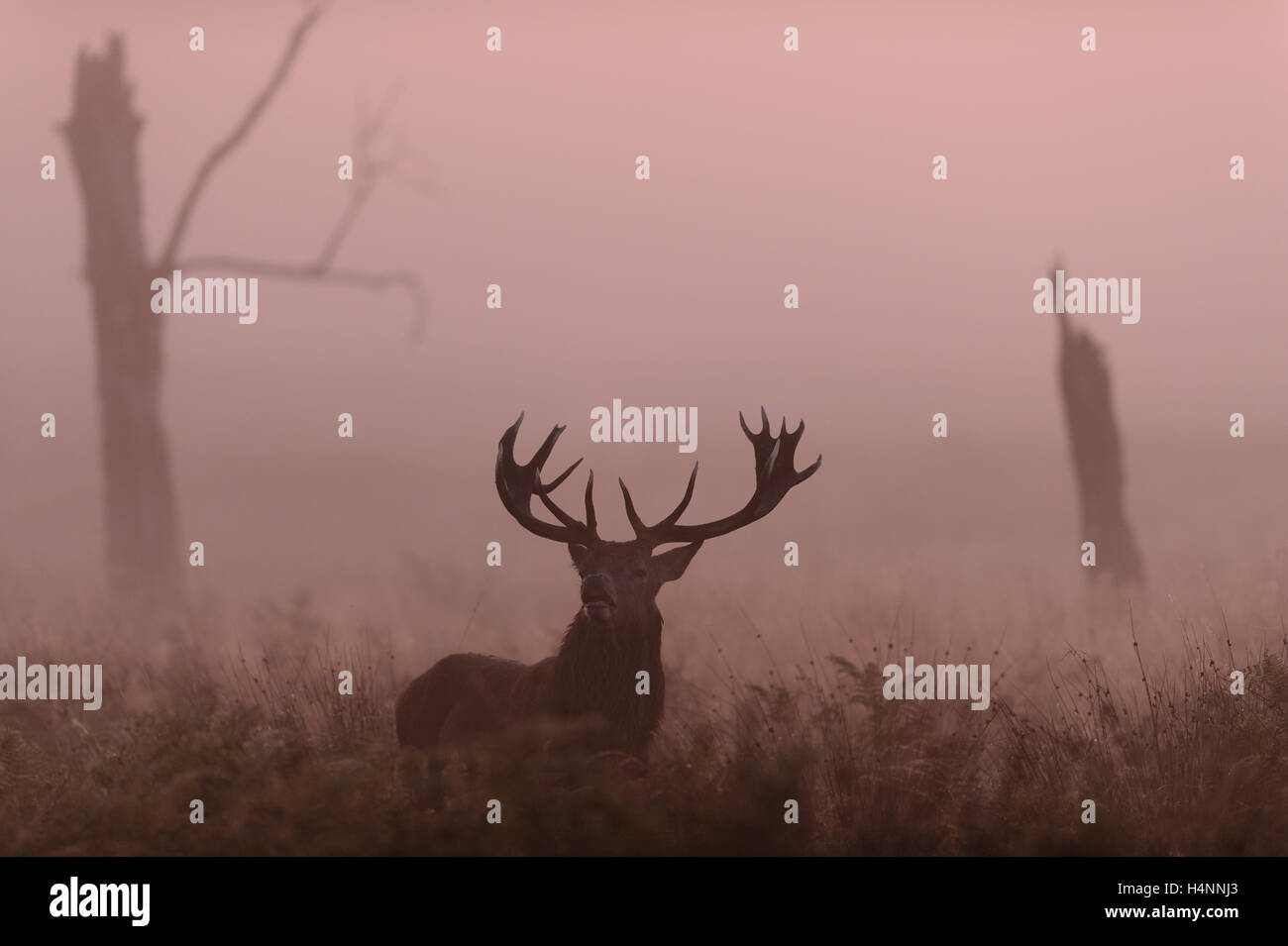 Red deer stag flehming to catch the scent of females. Early misty ...