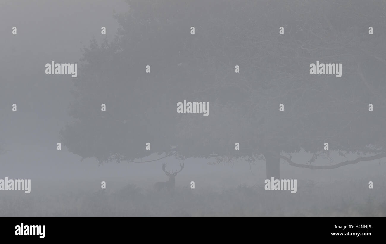 Vague shadow of a red deer stag under a tree in a misty landscape ...