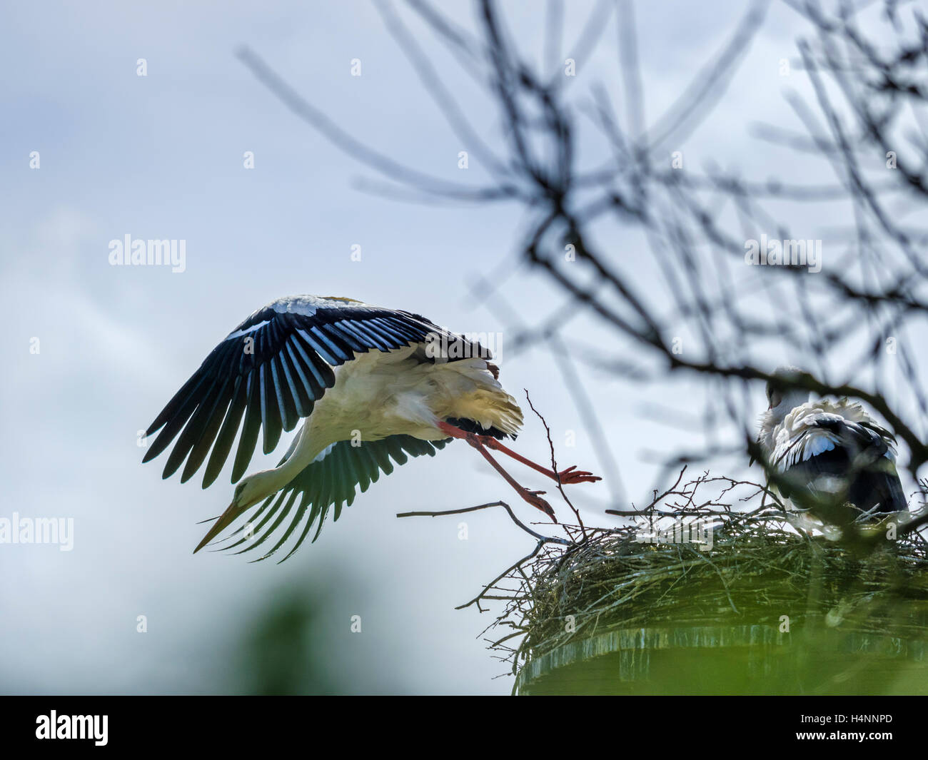 Stork farm stork bird hi-res stock photography and images - Alamy