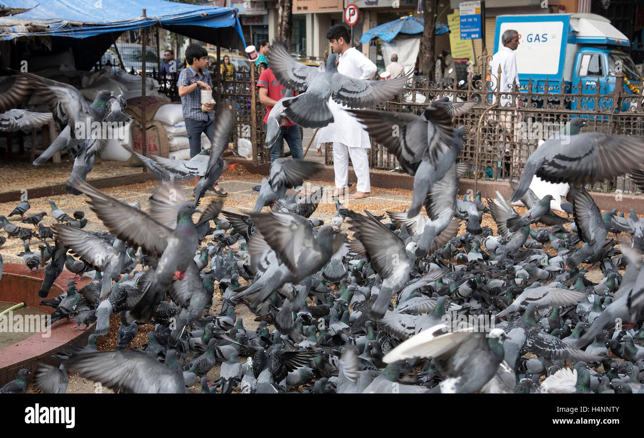 Kabutar hi-res stock photography and images - Alamy