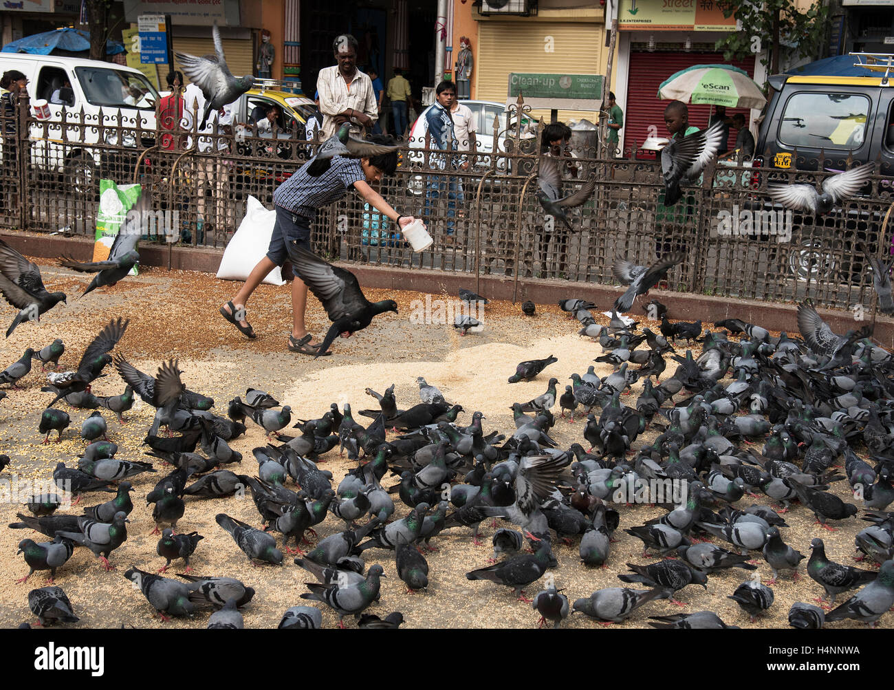 Kabutar hi-res stock photography and images - Alamy
