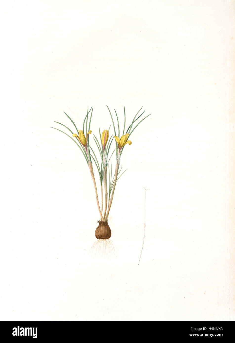 Susianus hi-res stock photography and images - Alamy