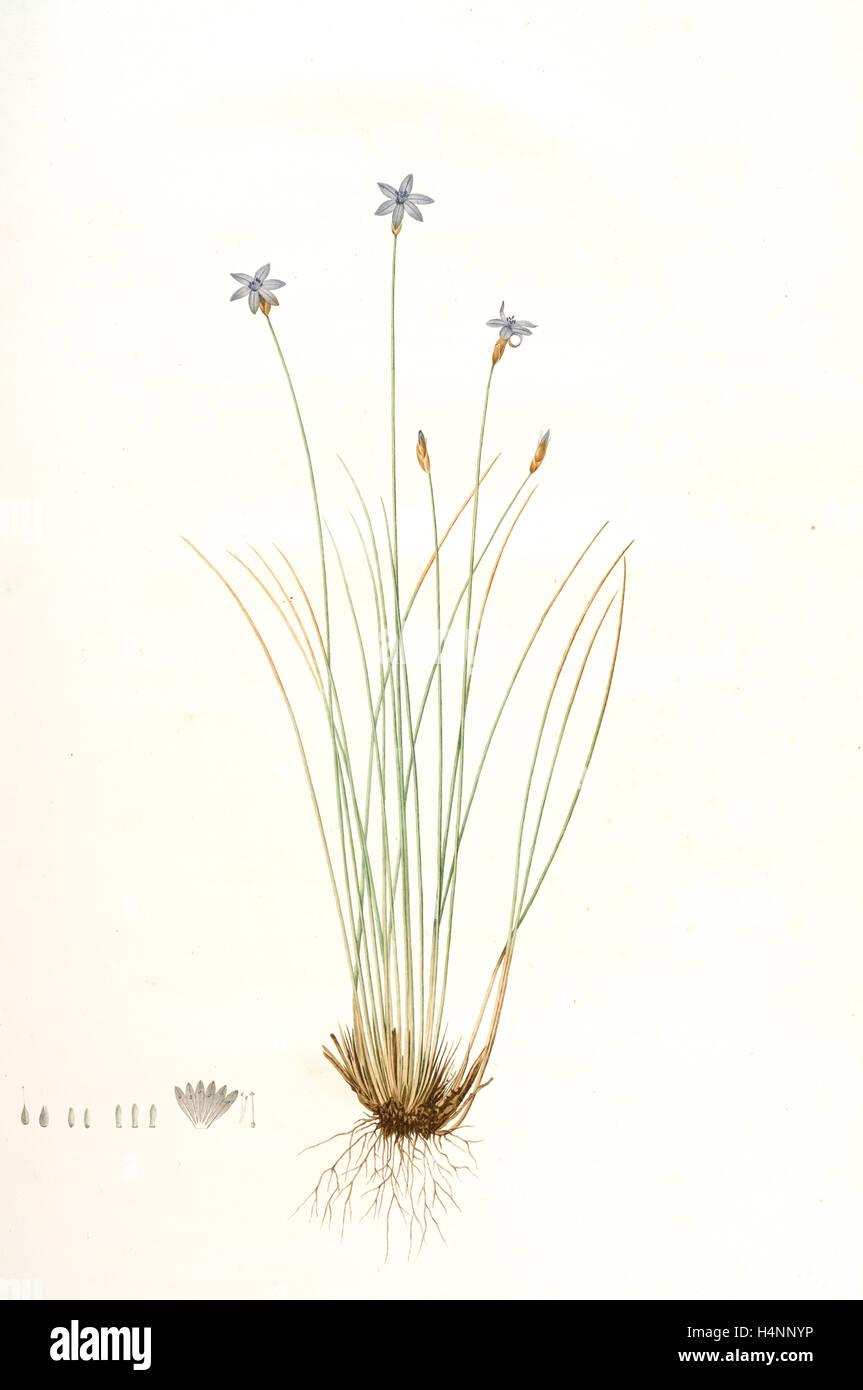 Aphyllanthes monspeliensis, Aphylanthe de Montpellier, Blue Grass Lily ...