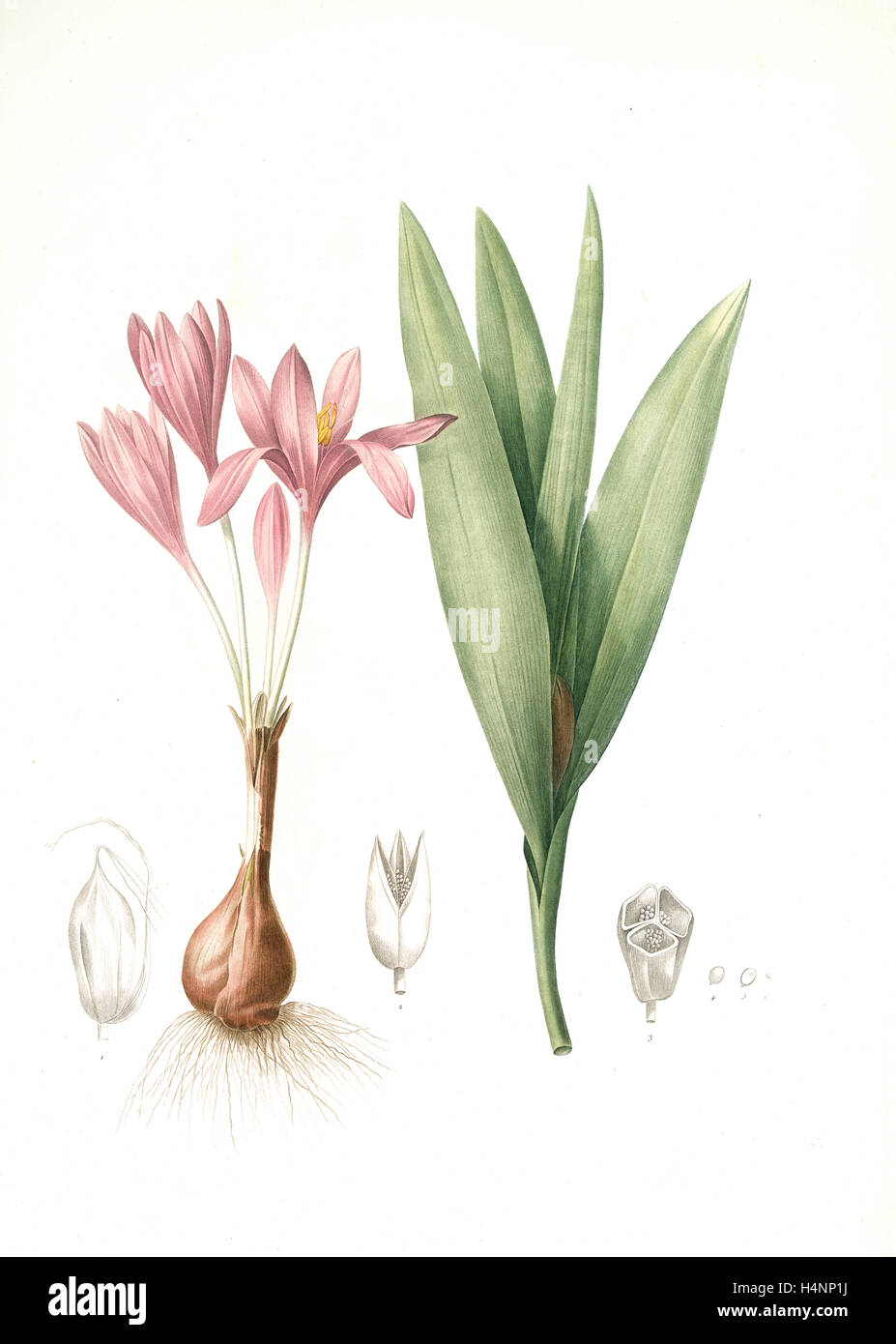 Colchicum autumnale, Colchique d'autumne; Meadow Saffron or Autumn ...