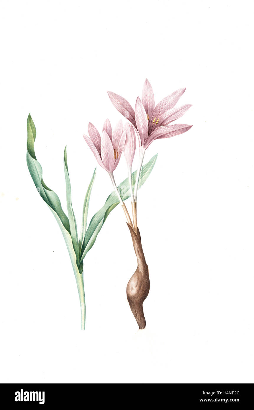 Colchicum variegatum, Colchique tacheté; Greek Autumn-Crocus, Redouté ...