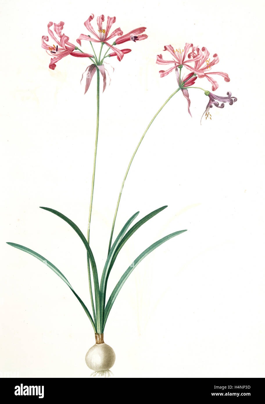 Amaryllis humilis hi-res stock photography and images - Alamy