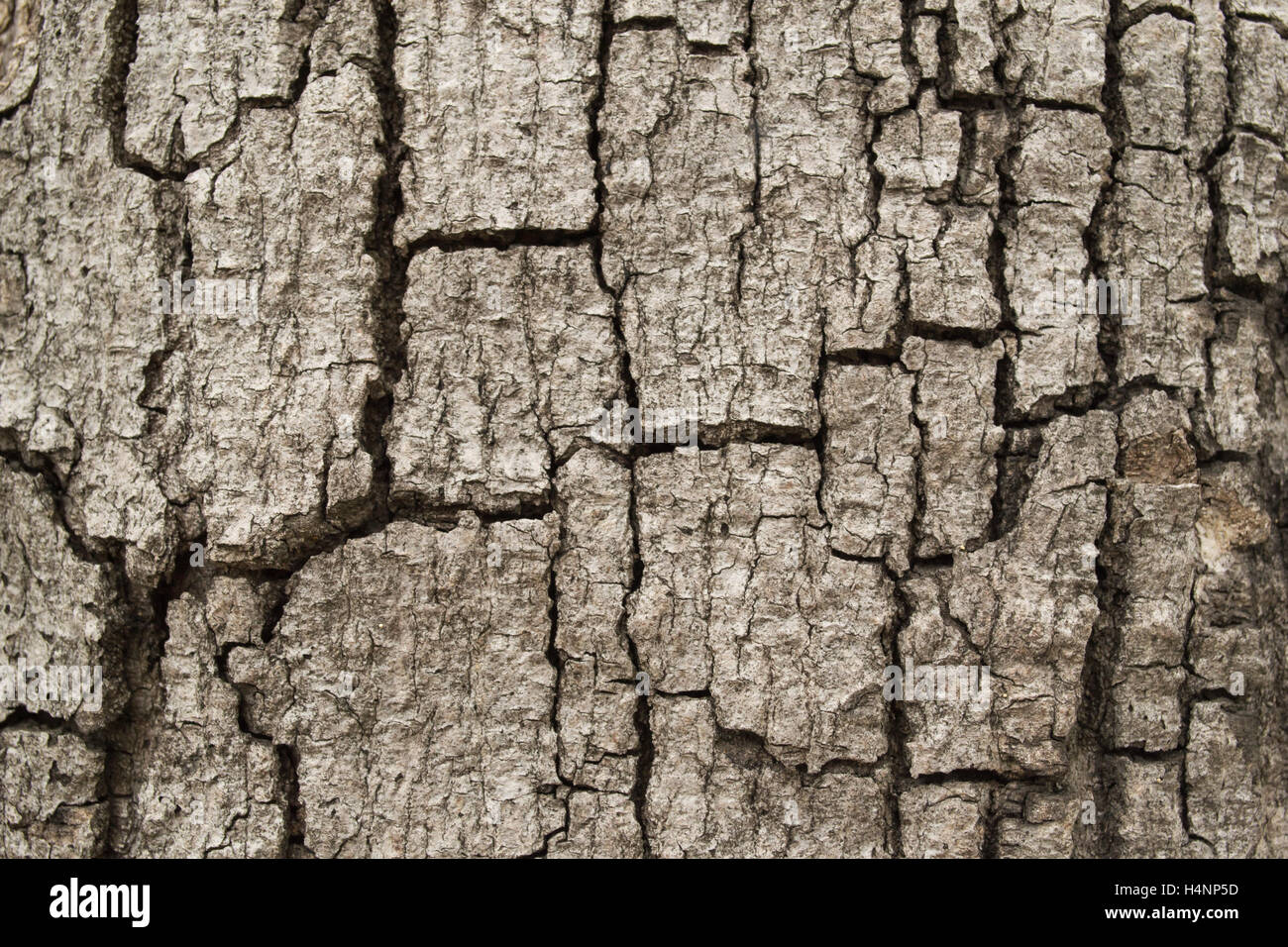Dark tree bark hi-res stock photography and images - Alamy