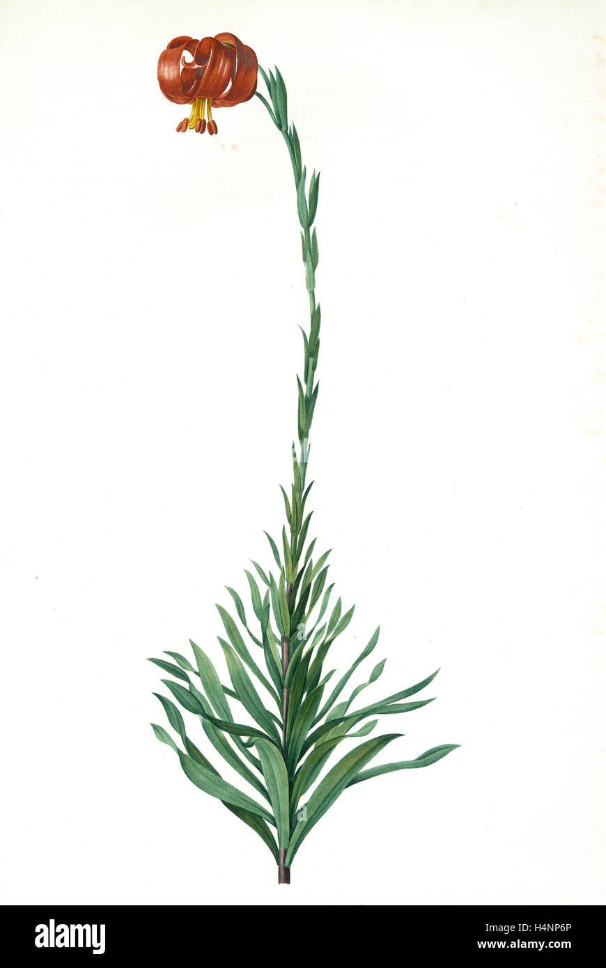 Chalcedonia lily hi-res stock photography and images - Alamy