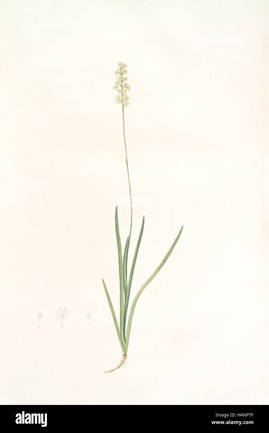 Tofieldia pubescens, Tofieldia pubens; Tofieldie pubescente, Short ...