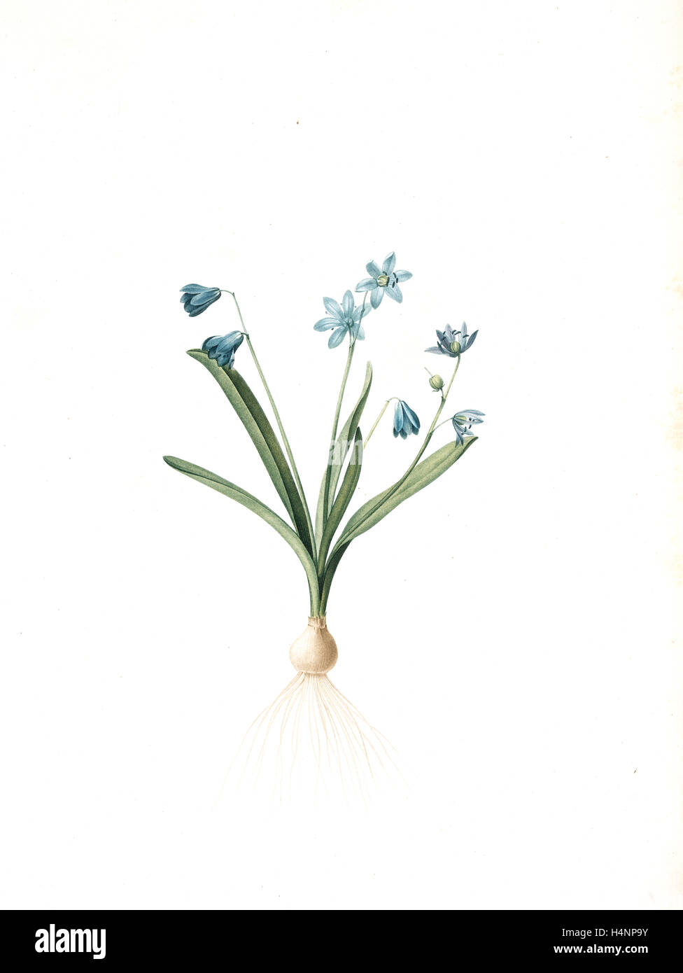 Scilla amoena, Scilla sibirica; Scille agréable; Siberian squill ...