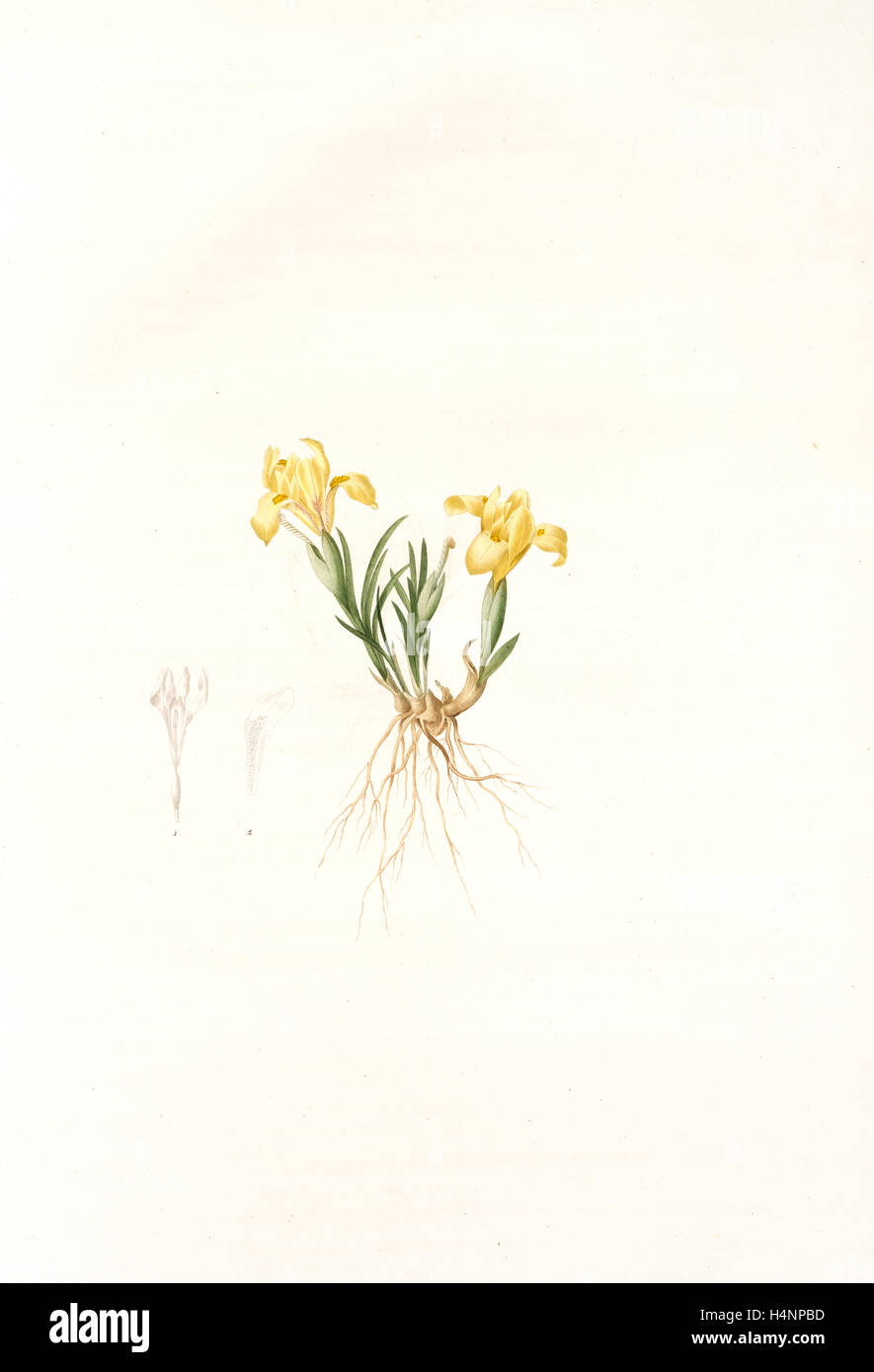 Iris arenaria, Iris flavissima; Iris des sables, Sandy Iris, Redouté ...