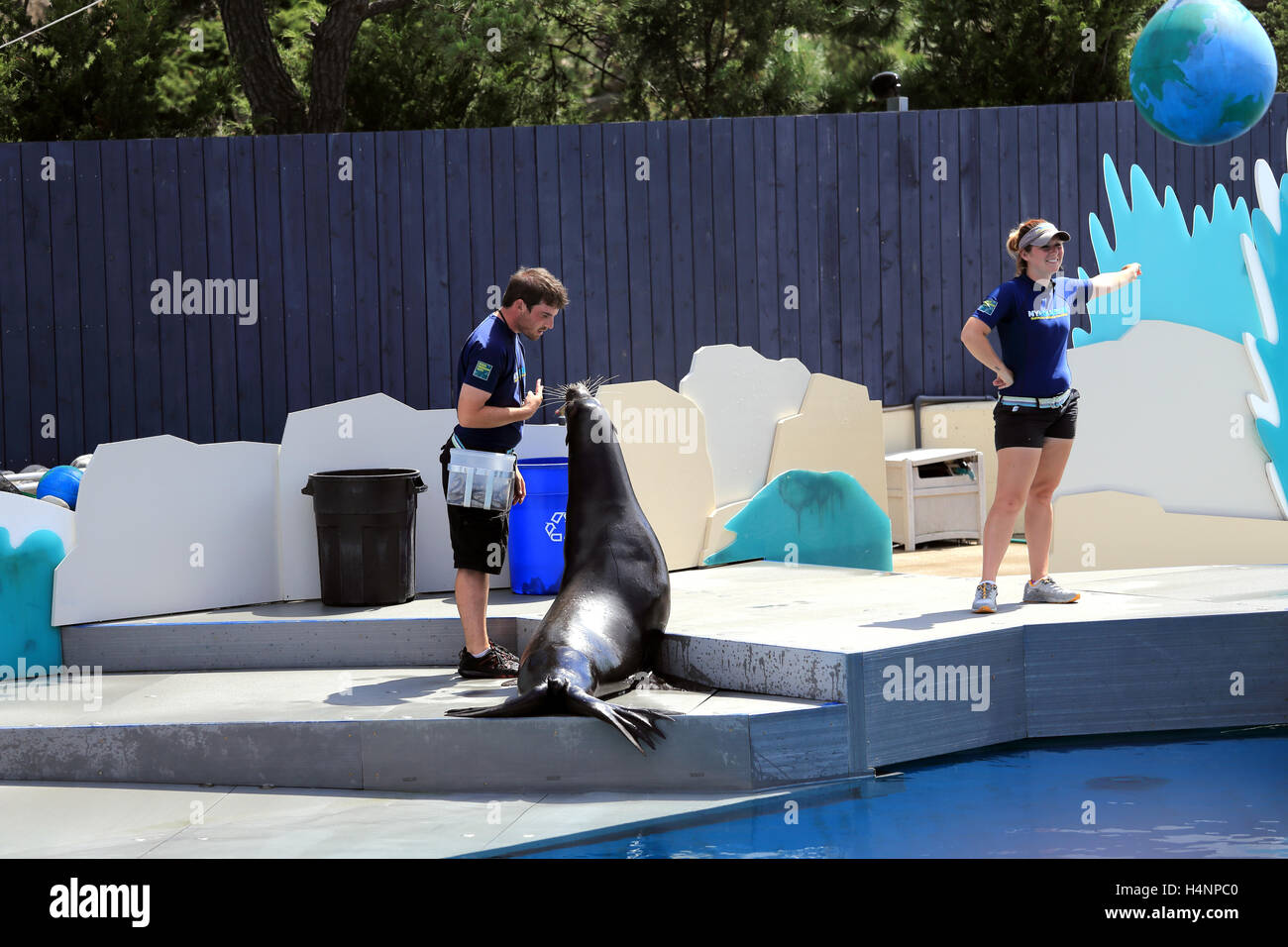 Seal show at NY Aquarium Coney Island Brooklyn New York Stock Photo - Alamy