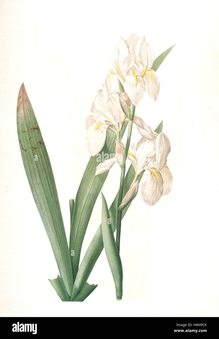 Iris germanica var. floretina, Iris florentina; Iris de Florence, Orris ...