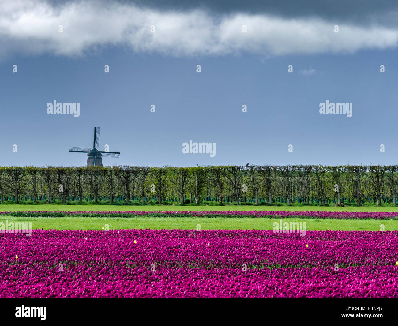Tulip fields, Netherlands Stock Photo - Alamy