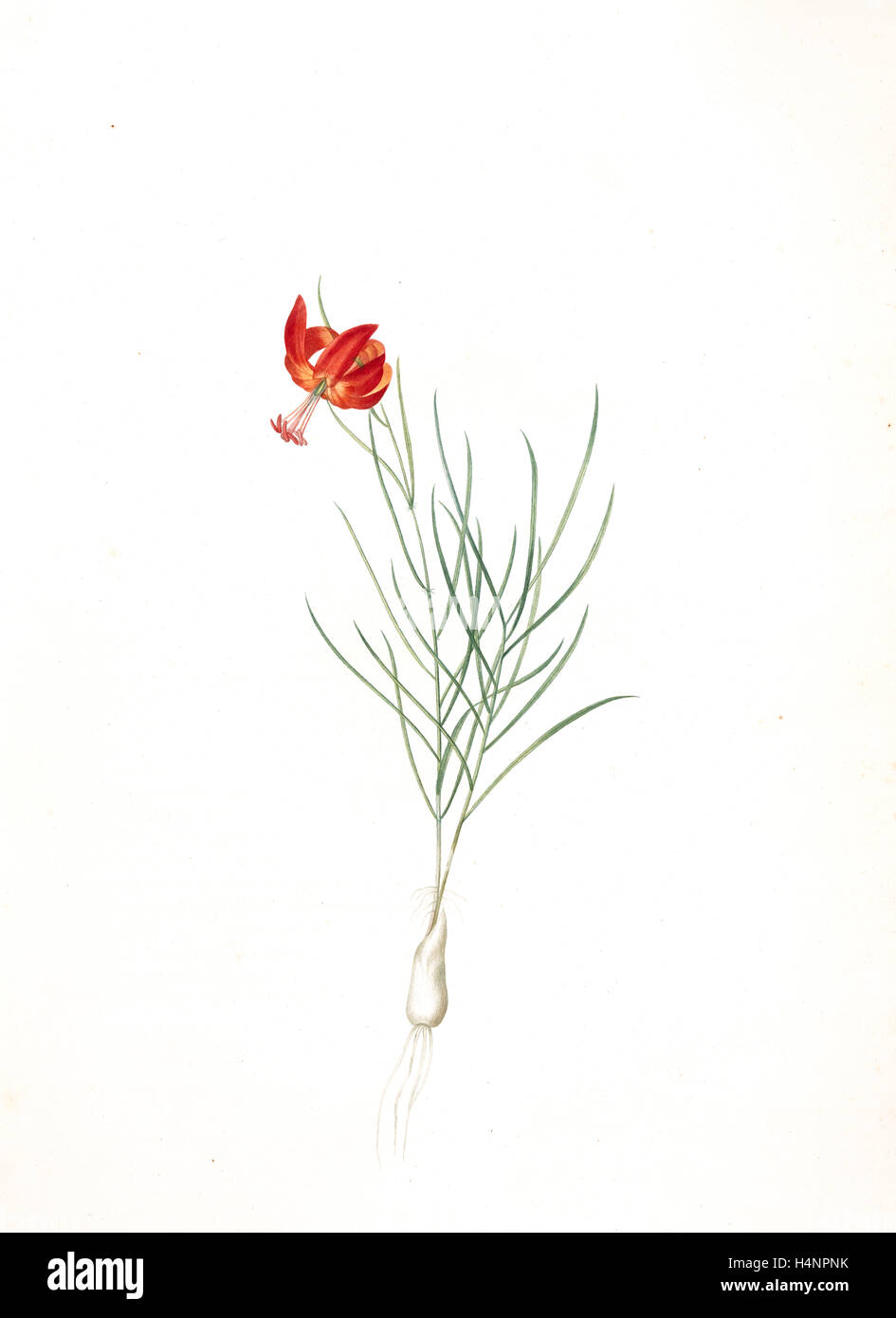 Lilium pumilum, Lilium tenuifolium; Lis nain, Coral Lily, Redouté ...