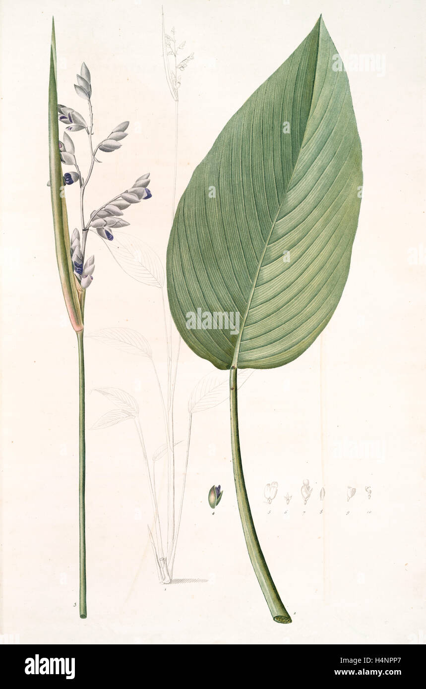 Peronia stricta hi-res stock photography and images - Alamy