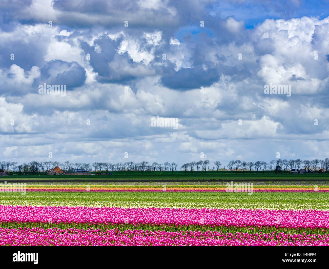 Tulip fields in the Netherlands Stock Photo - Alamy