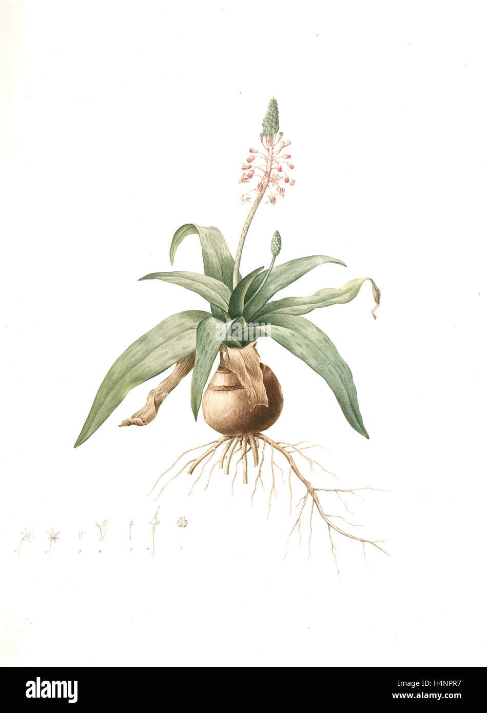 Lanceaefolia hi-res stock photography and images - Alamy