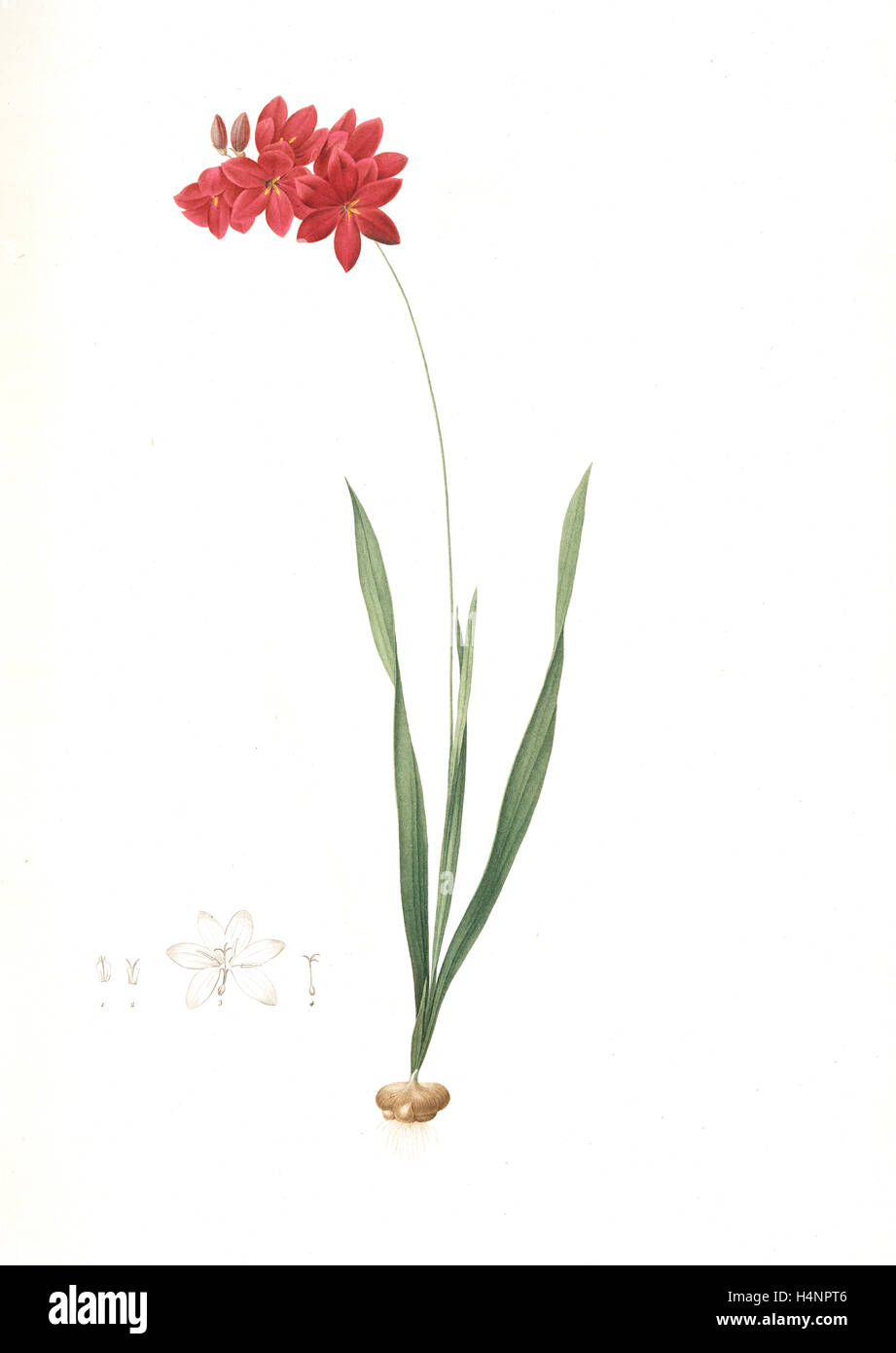 Spreading flowered ixia hi-res stock photography and images - Alamy