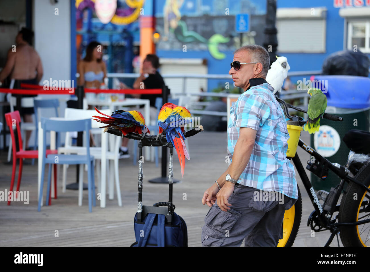 Parrots on the boardwalk Coney Island Brooklyn New York City Stock ...