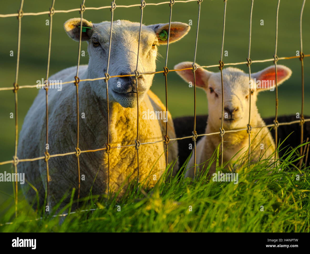Sheep and pasture, Netherlands Stock Photo - Alamy