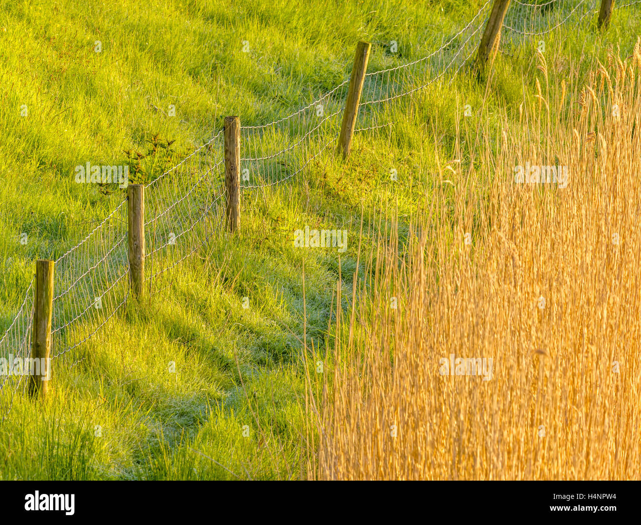 Farm and pasture, Netherlands Stock Photo - Alamy