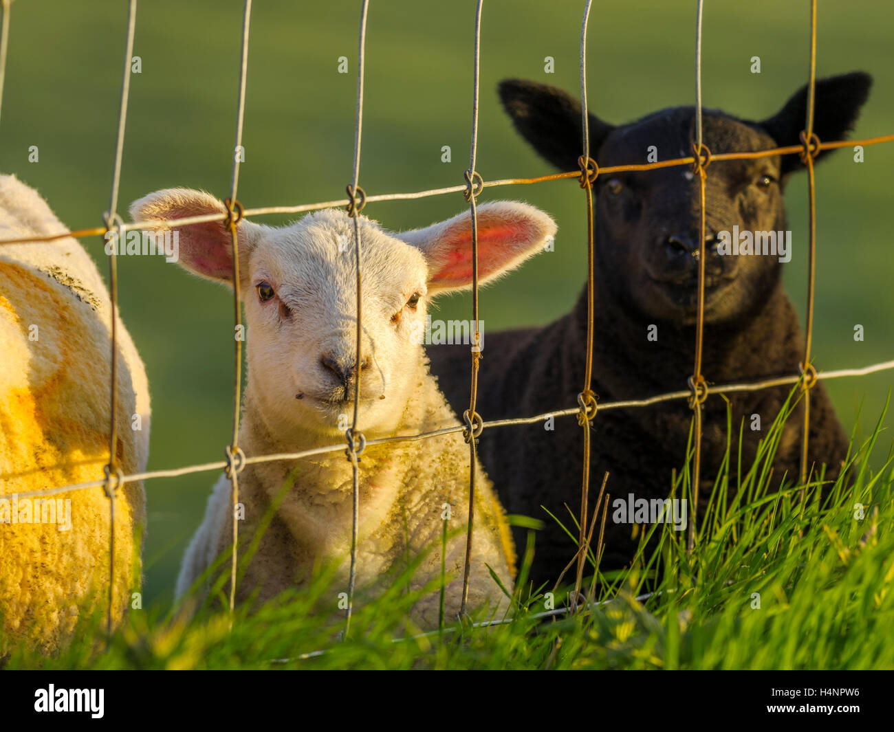 Sheep and pasture, Netherlands Stock Photo - Alamy
