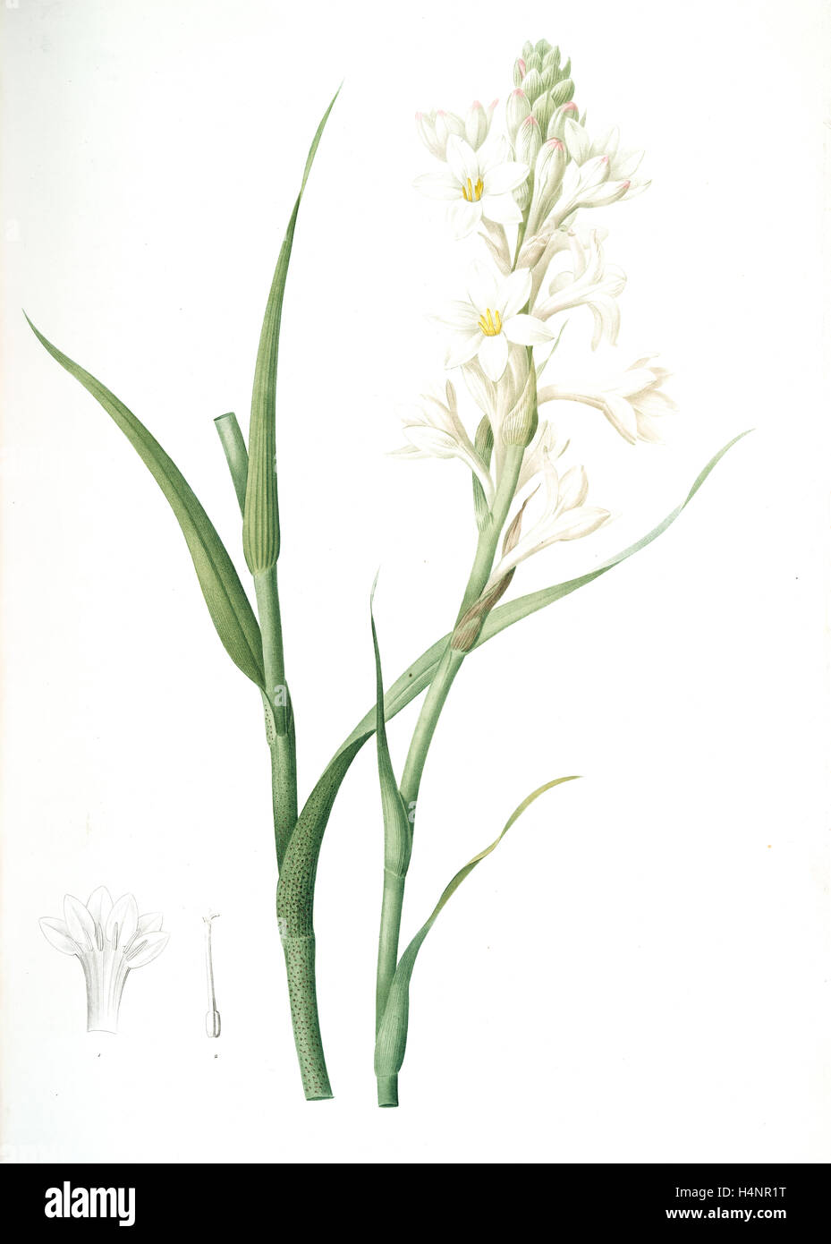 Polianthe tuberose hi-res stock photography and images - Alamy