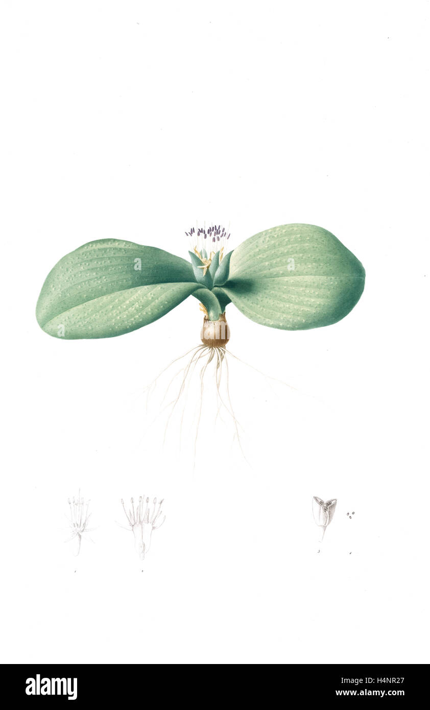 Massonia pustulata, Massonie pustuleuse, Shagreen-leaved Massonia ...