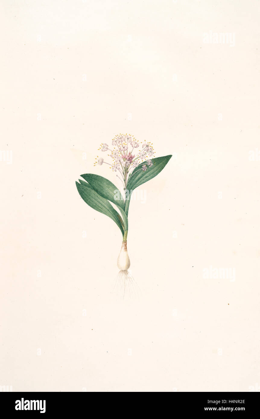 Massonia violacea, Massonie violette, Redouté, Pierre Joseph, 1759-1840 ...