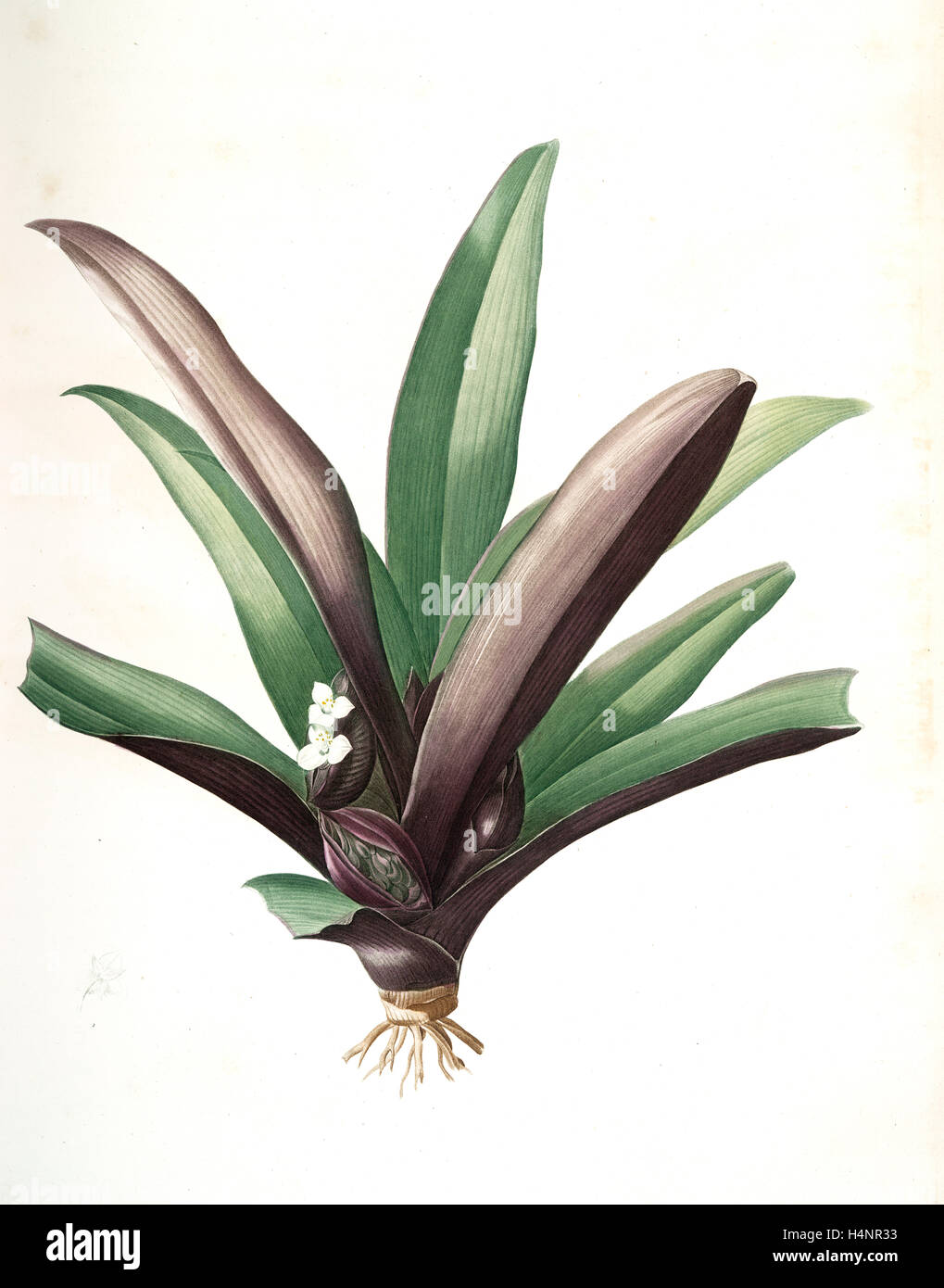 Tradescantia discolor, Rhoeo discolor; Ephémére bicolore; Oyster Plant ...