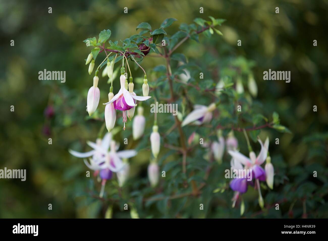 Fuchsia 'Delta's Sarah' Stock Photo - Alamy