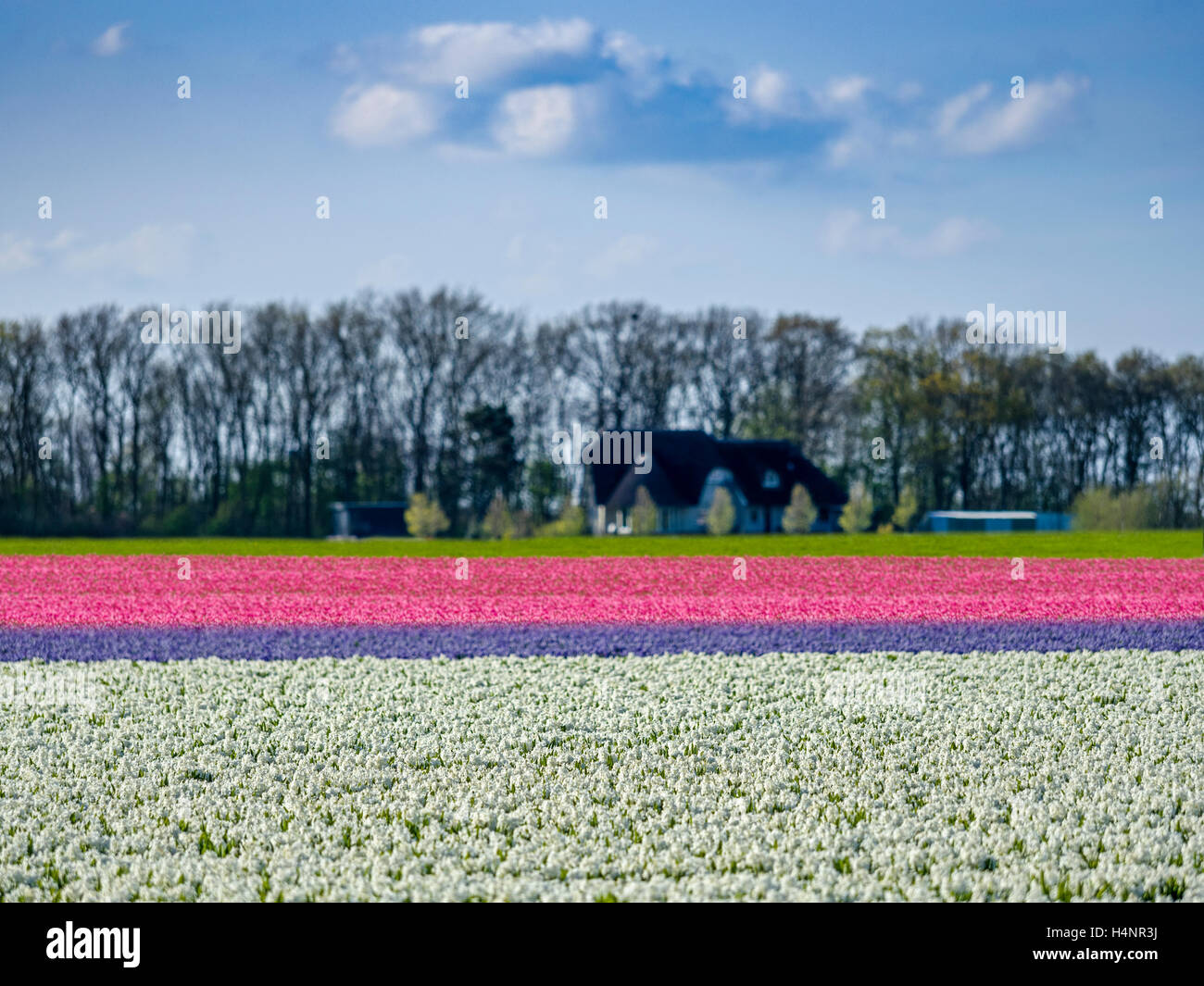 Tulip fields in the Netherlands Stock Photo - Alamy