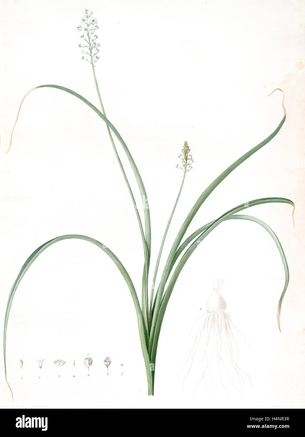 Hyacinthus romanus, Jacinthe d'Italie, Roman Hyacinth, Redouté, Pierre ...