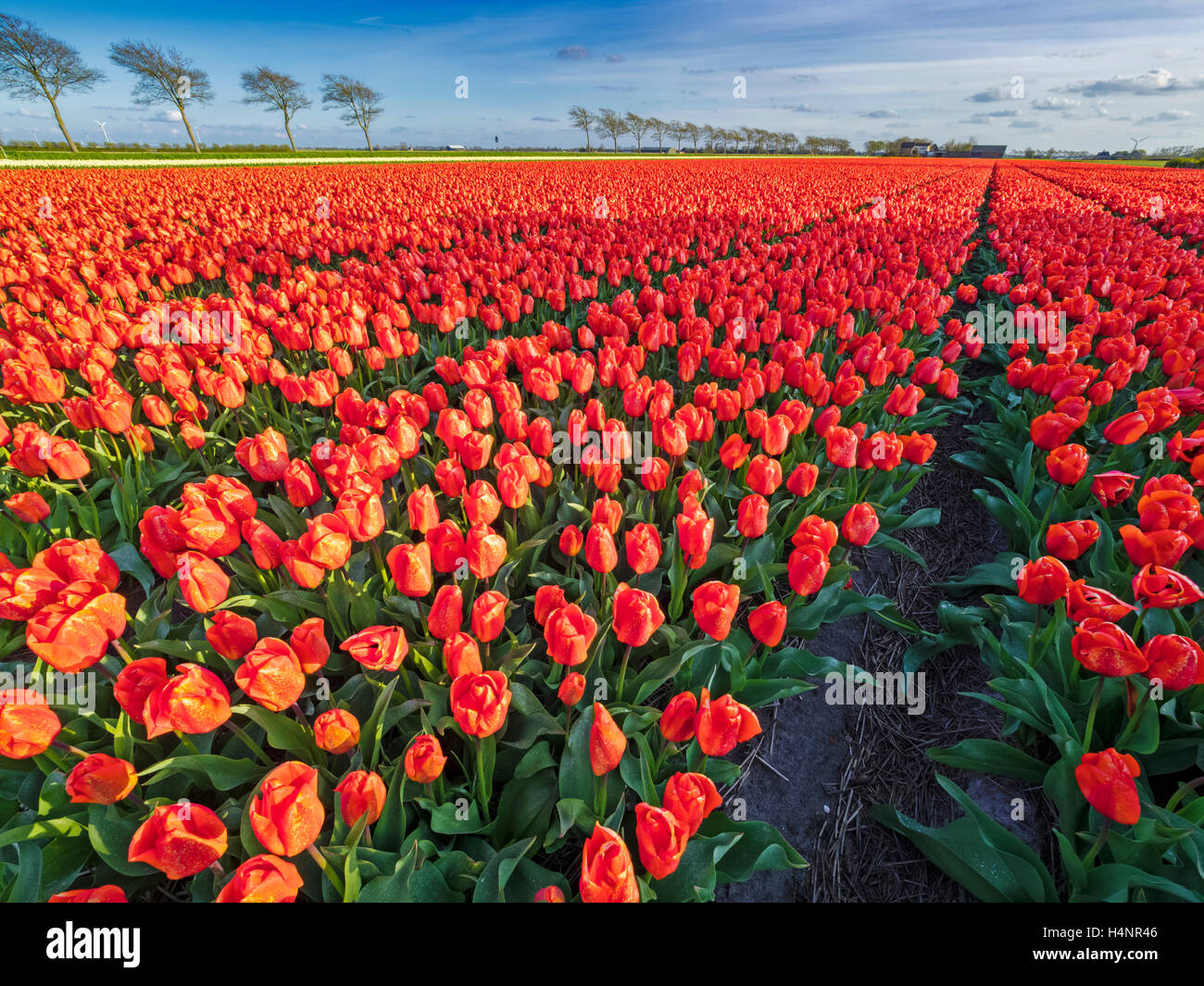 Tulip fields in the Netherlands Stock Photo - Alamy
