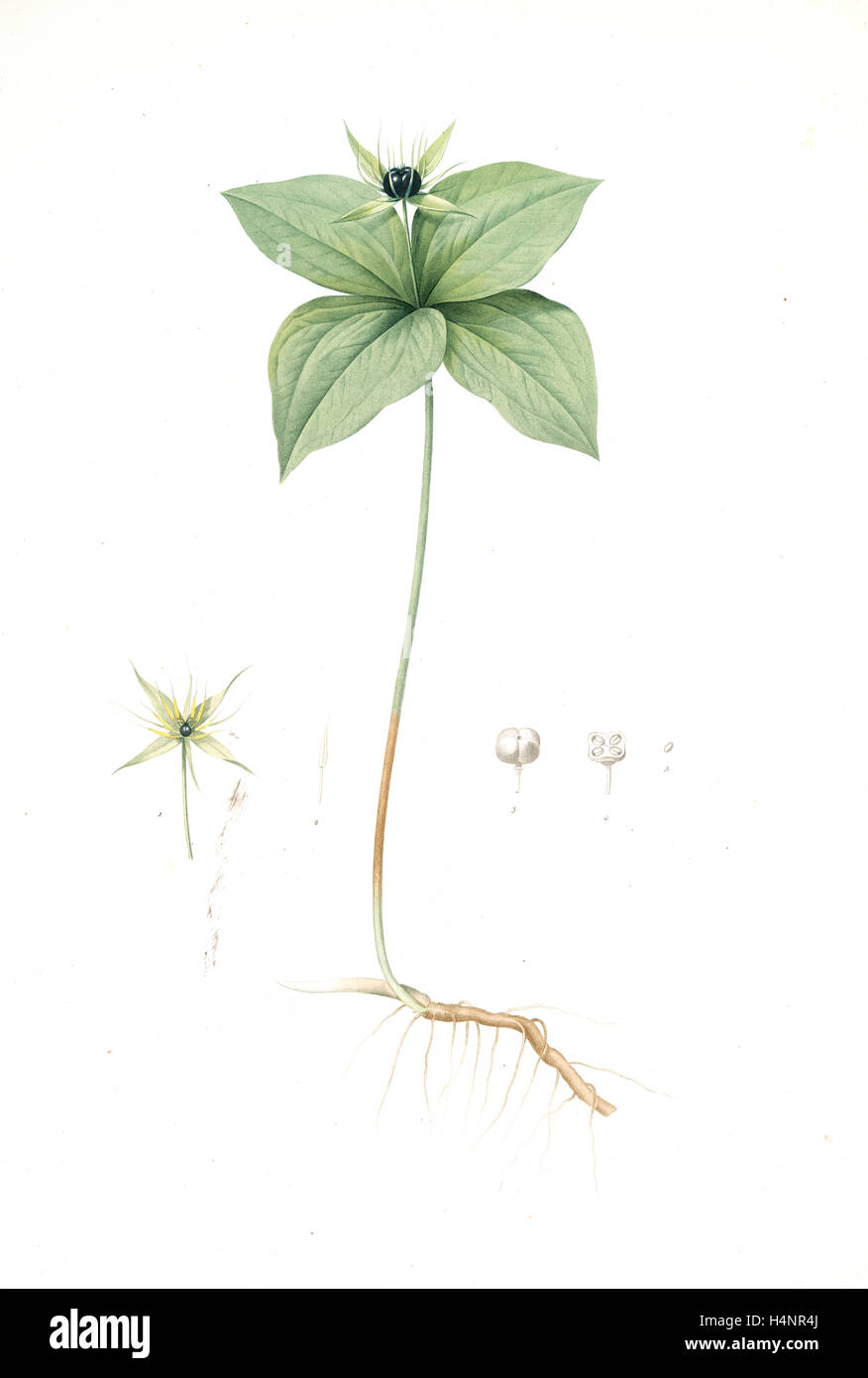 Paris quadrifolia, Parisette à quartre feuilles; Herb Paris, True-Love ...
