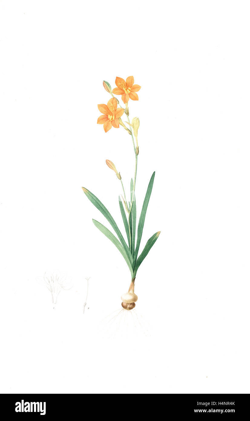 Flowers tritonia High Resolution Stock Photography and Images - Alamy