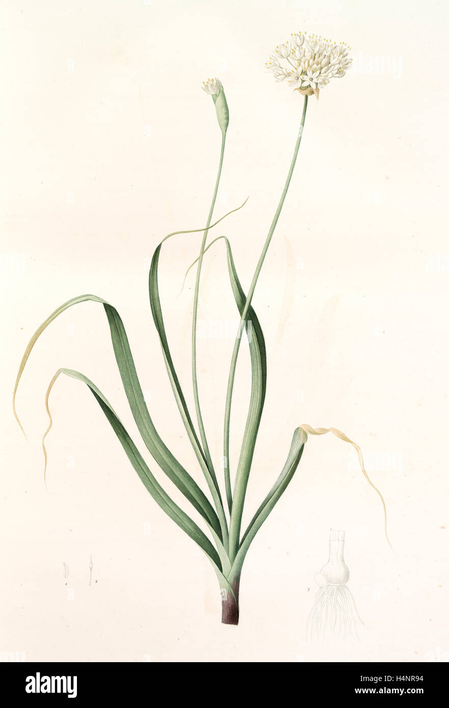 Allium subhirsutum, Ail velu, Hairy garlic, Redouté, Pierre Joseph ...