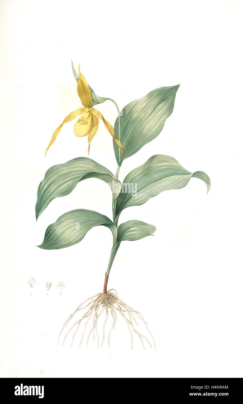 Cypripedium pubescens var pubescens hi-res stock photography and images ...