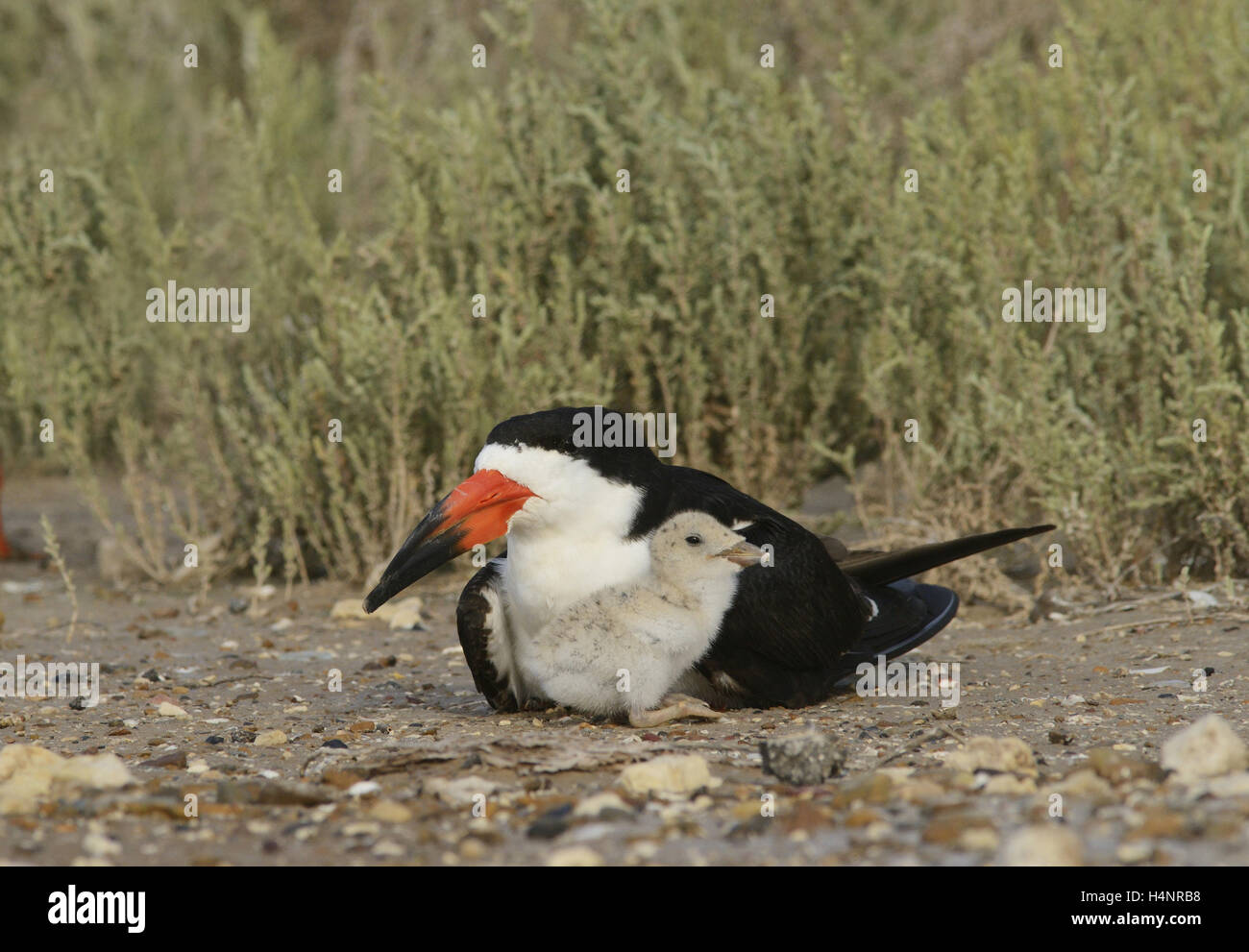 Black Skimmer (Rynchops niger), adult with young, Port Isabel, Laguna ...