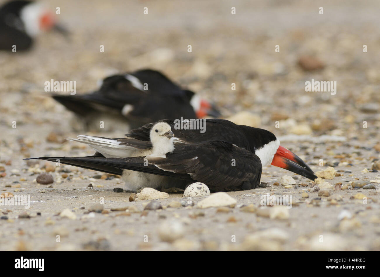 Skimmer birds colonies hi-res stock photography and images - Alamy