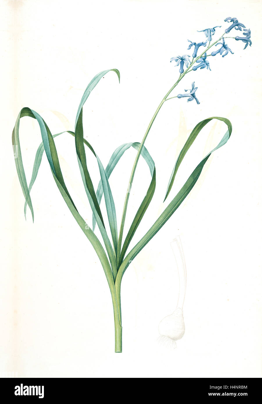 Hyacinthus orientalis, Jacinthe orientale, Common Hyacinth, Redouté ...