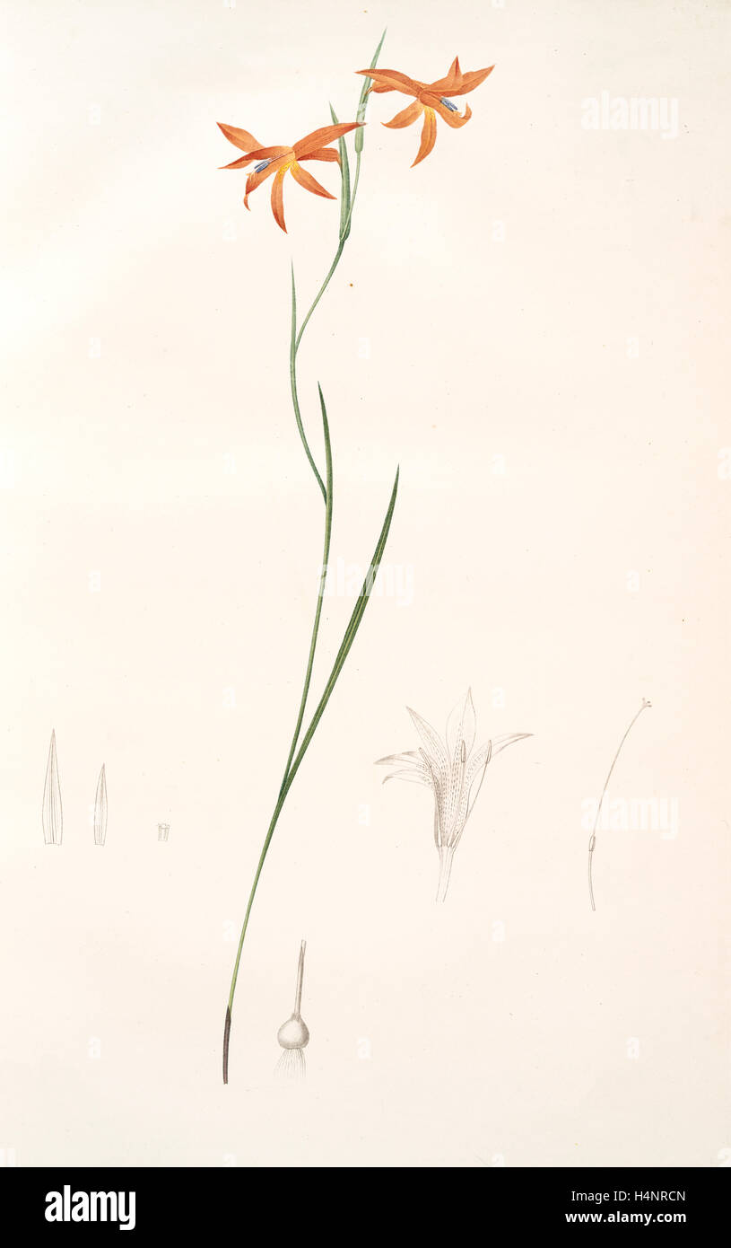 Gladiolus Watsonius, Glaïeul à fleurs de Watsonie, Watson's Corn-flag ...