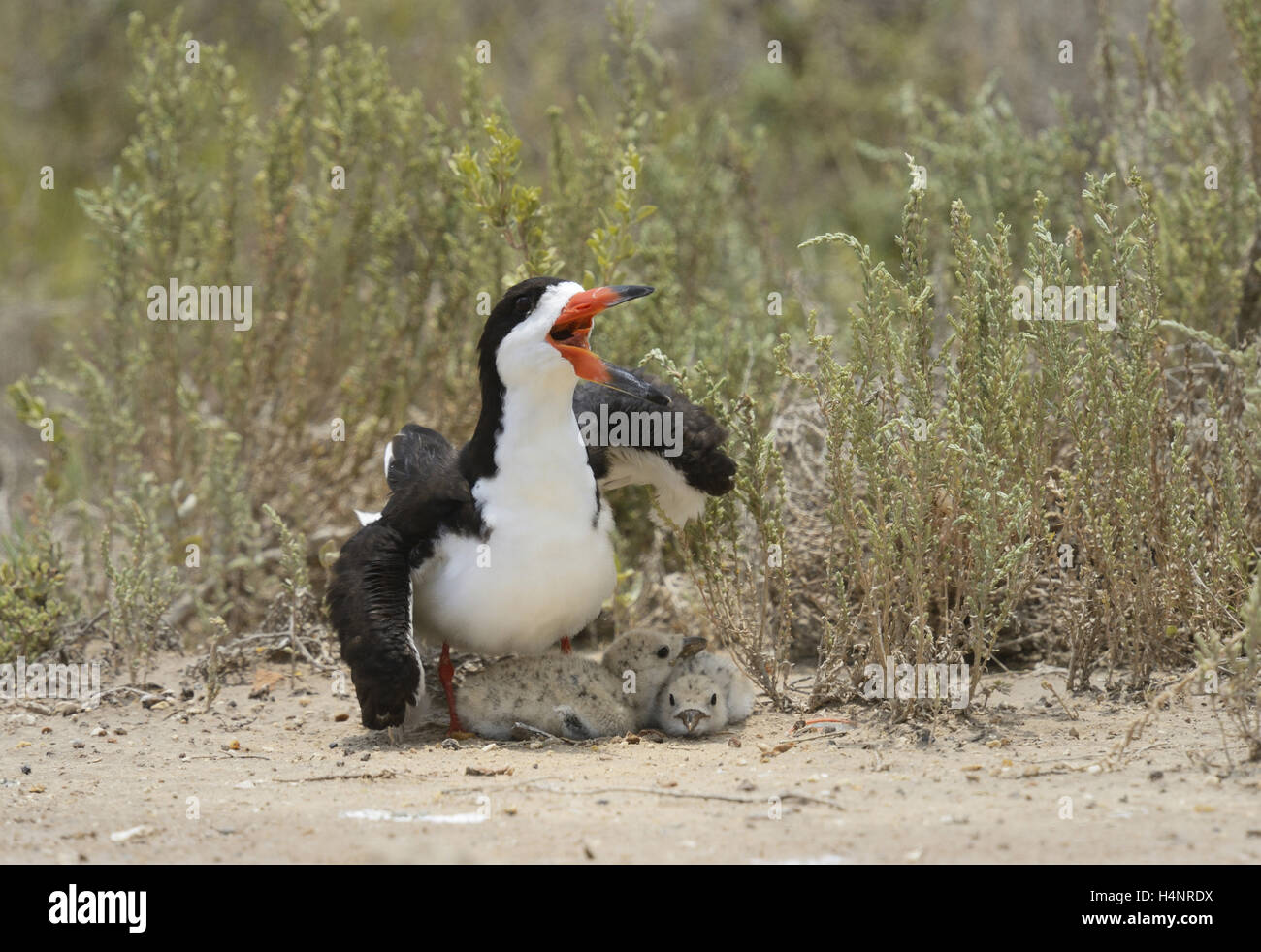 Skimmer birds colonies hi-res stock photography and images - Alamy