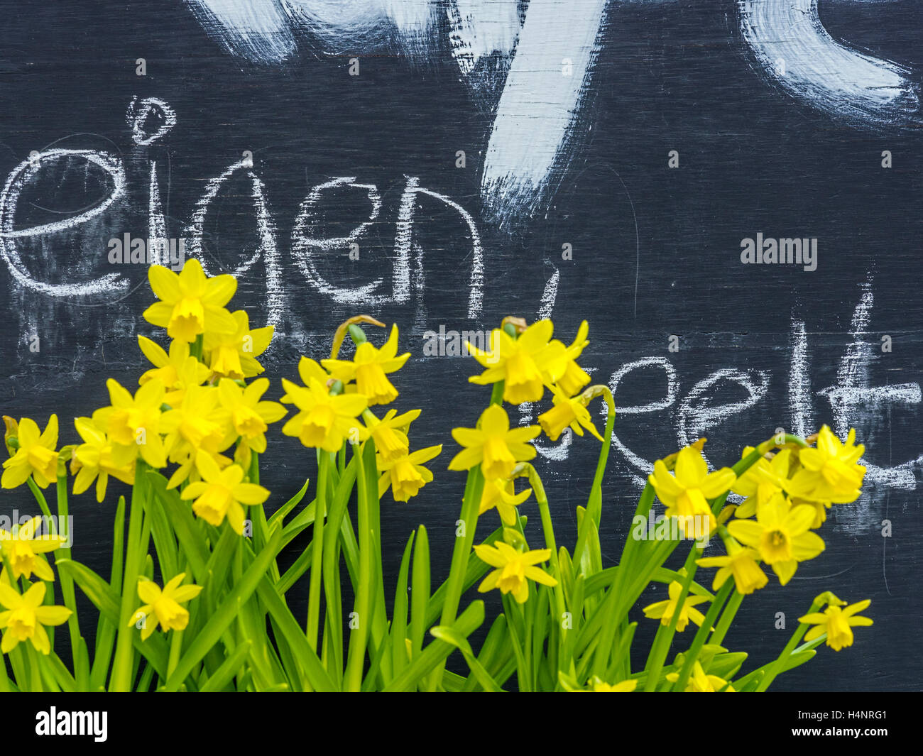 Fresh cut daffodils gardening hi-res stock photography and images - Alamy