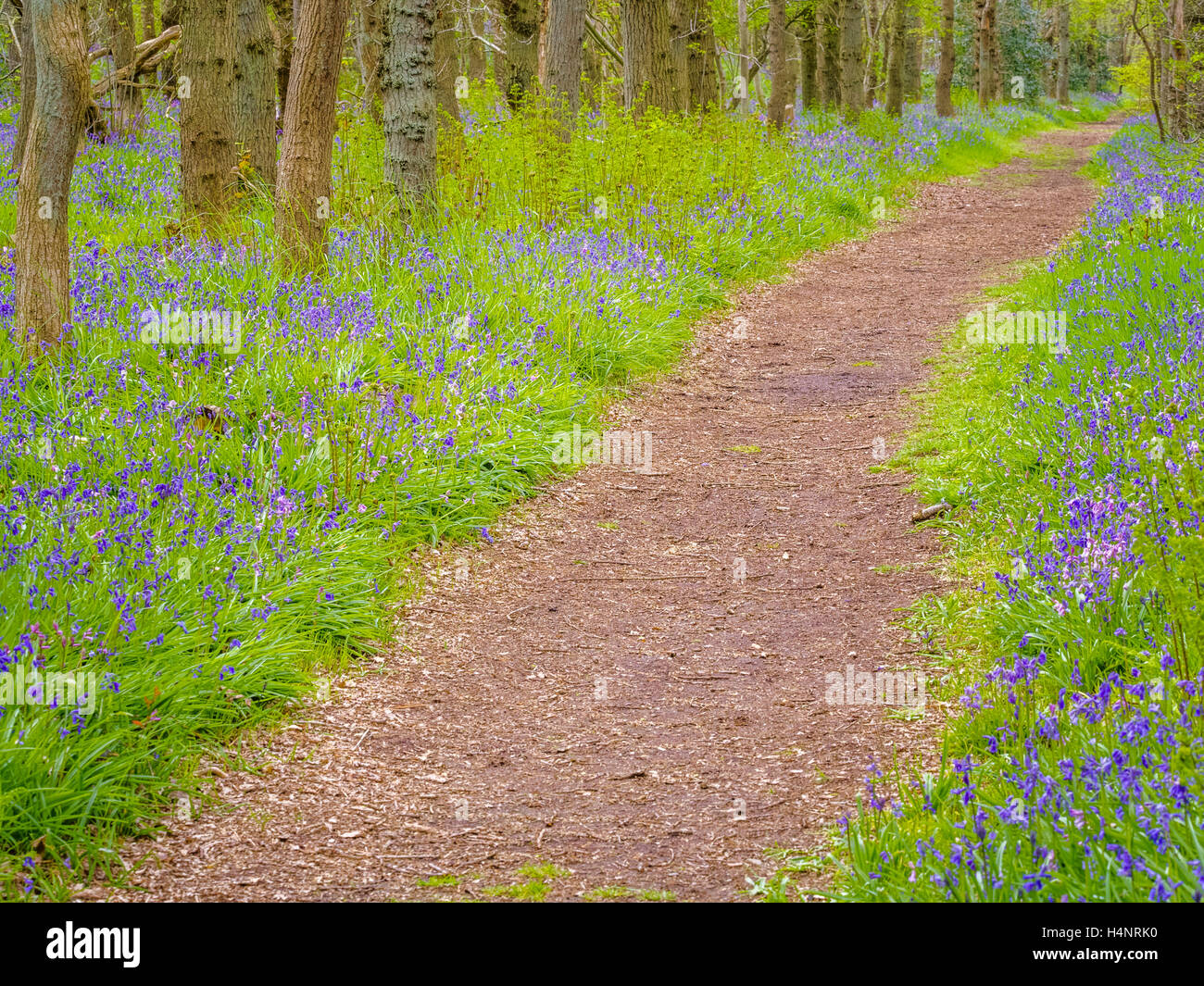 Footpath and wild flowers in forest, Netherlands Stock Photo - Alamy