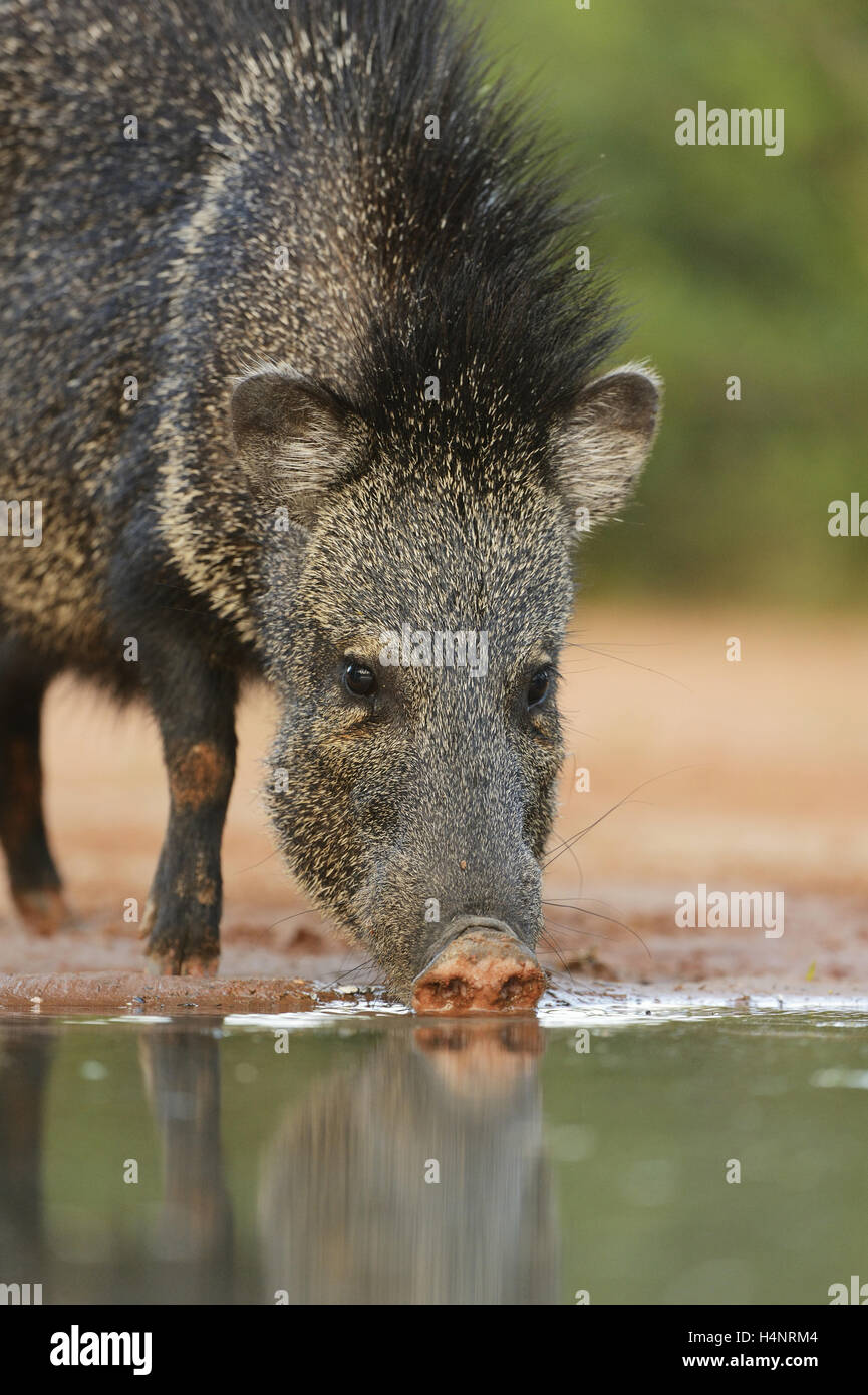 Collared Peccary, Javelina (Tayassu tajacu), adult drinking, South ...