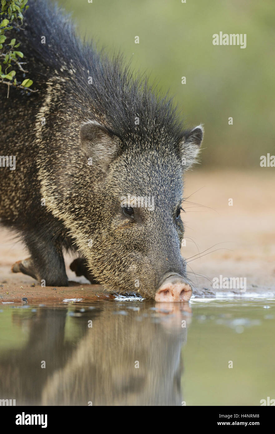 Javelina drinking desert hi-res stock photography and images - Alamy