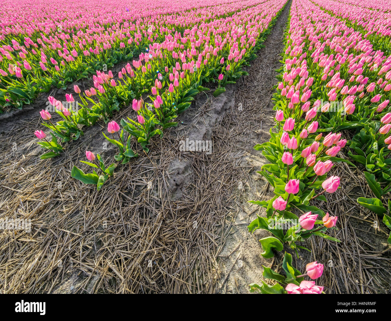 Tulip fields in the Netherlands Stock Photo - Alamy