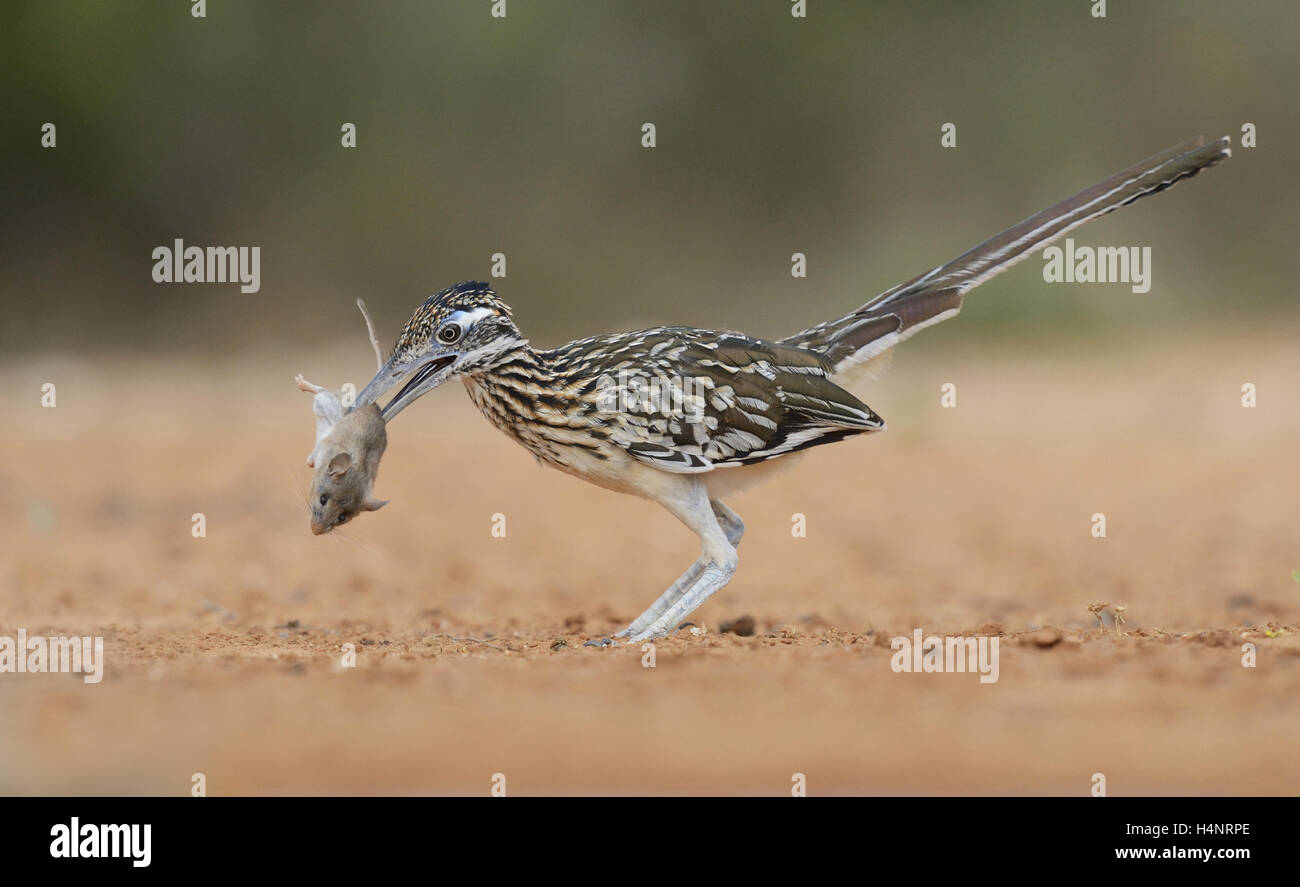 Roadrunner eating hi-res stock photography and images - Alamy